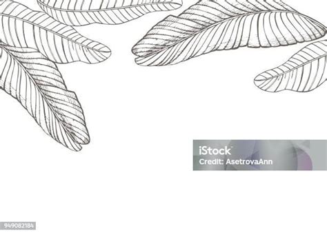 여름 열 대 나뭇잎 벡터 디자인 꽃 배경 그림입니다 초대 또는 카드 디자인 정글 단풍 0명에 대한 스톡 벡터 아트 및 기타 이미지 0명 계절 드로잉 Istock