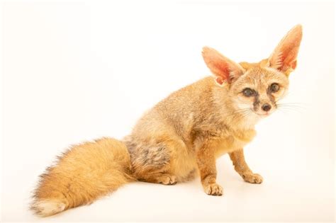Blanfords Fox Vulpes Cana Joel Sartore