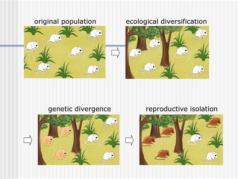 speciation darwin s finches ppt download