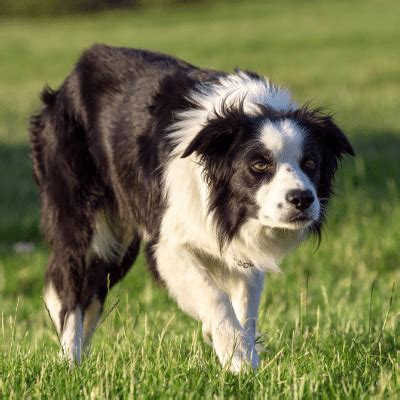 Black And White Australian Shepherd Border Collie Mix