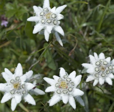 Biologie: Warum das Edelweiß keinen Sonnenbrand bekommt - WELT
