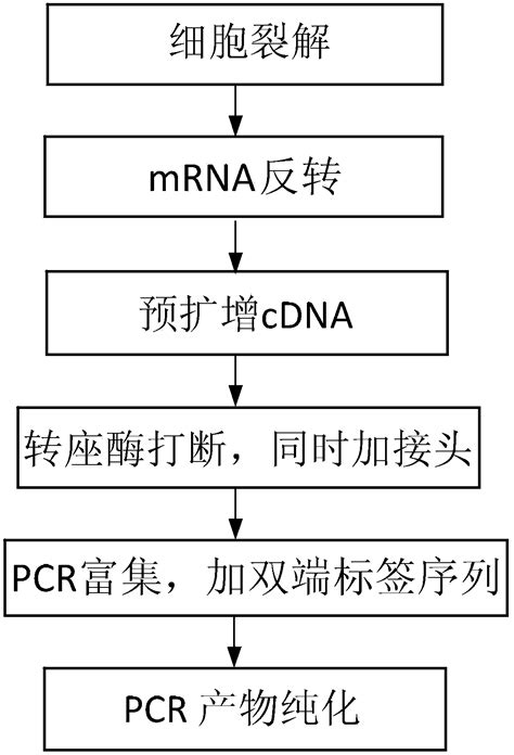 Construction Method Of Single Cell Transcriptome Sequencing Library And