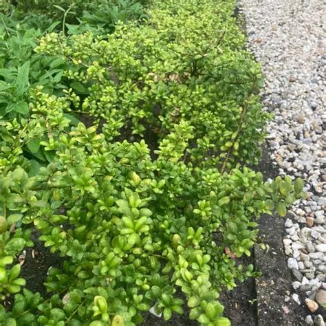 Ilex Crenata Convexa Haag Kopen V A Uit Eigen Kwekerij