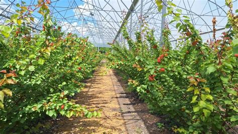 Фотогалерея — Приоритет Агро Prioritet Agro