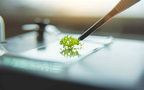 A Lab S Guide To Remote Patient Monitoring Biosupplies Australia