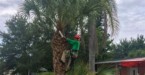 Tree Trimming By Leo Garden Care Local Tree Trimmers
