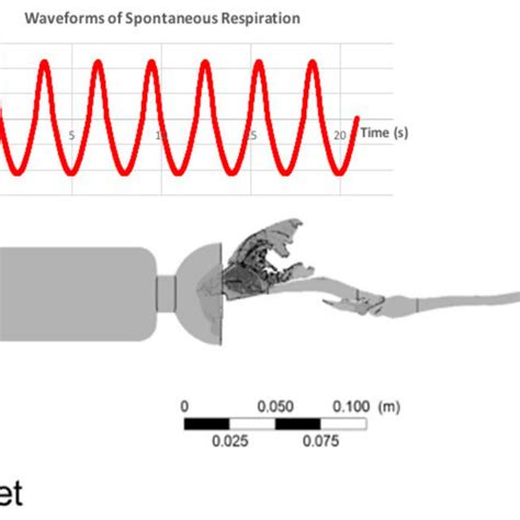 Pressurized Metered Dose Inhaler Pmdi Connected To A 10 Cm Spacer And Download Scientific