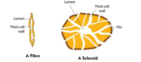 Sclerenchyma Is A Simple Permanent Tissue With Thick Secondary