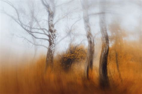 Blurred Trees And Autumn Foliage In Soft Light Photo Free Abstract