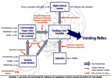 Chemoreceptor Trigger Zone An Overview Sciencedirect Topics 59 Off