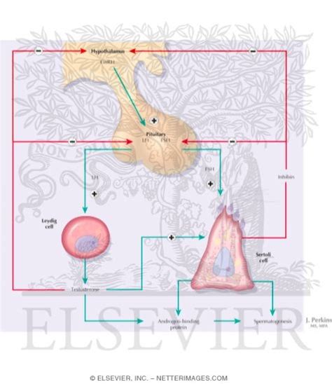Control Of Testicular Function