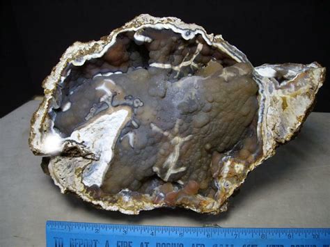 Fossilized Agatized Coral Head 072617n The Stones And Bones Collection