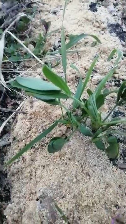 Арахис спит Youtube