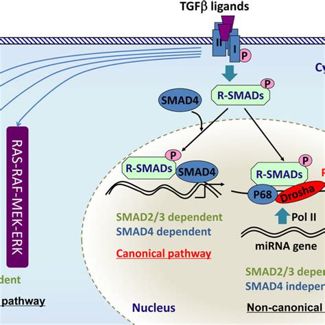 PDF Transforming growth factor β signaling in uterine development and function