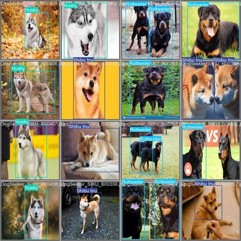 基于深度学习的犬种识别系统详解（网页版yolov8v7v6v5代码训练数据集） 逗逗班学python 博客园