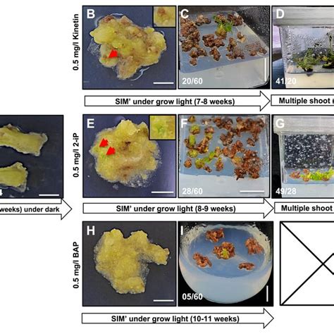 Plant Regeneration Through Somatic Embryogenesis Using Chickpea Download Scientific Diagram