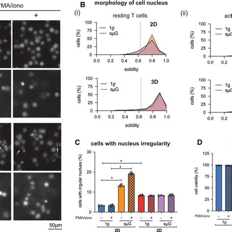 Schematic Illustration Of The Proposed Effects Of Microgravity On