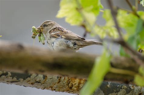 The Secret Lives Of Grasshopper Sparrows