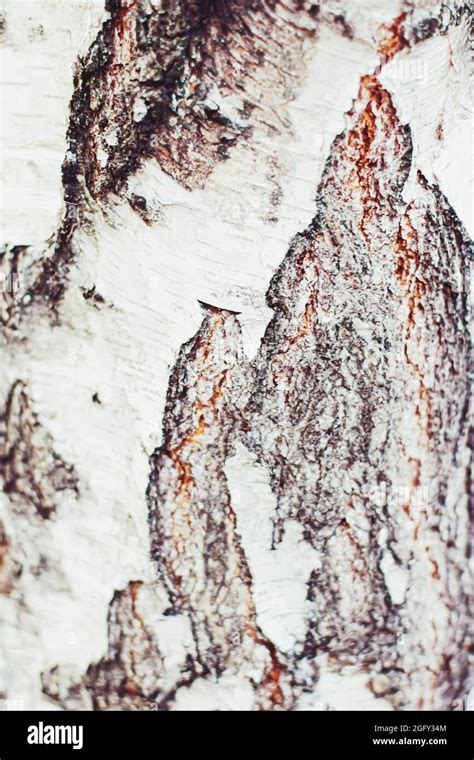 Natural Wood Birch Tree Texture As Wooden Background Environment And Nature Closeup Stock