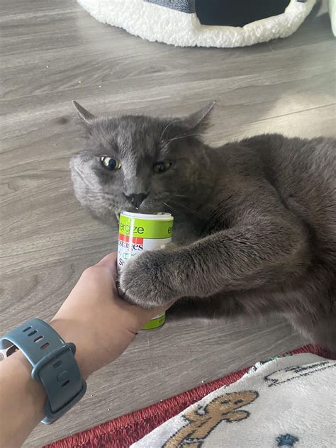 Nimbus Is A Catnip Fiend R Cats