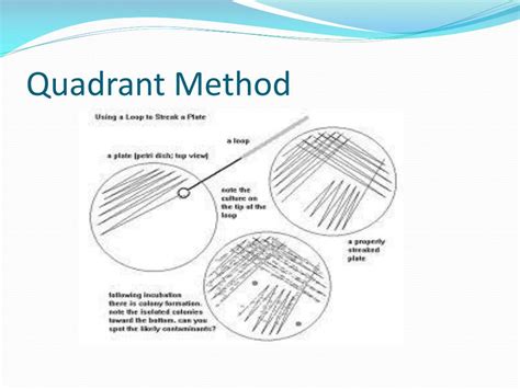 Ppt Ex 13 Streak Plate And Spread Plate Powerpoint Presentation Id417622