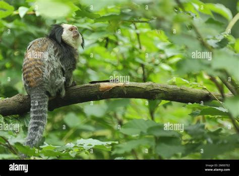 White Faced Callitrichidae Marmoset Callithrix Geoffroy White