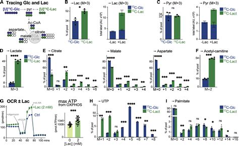 Carbon Source Availability Drives Nutrient Utilization In CD T Cells Cell Metabolism