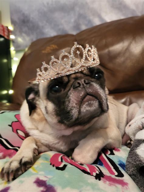 Princess Bubbles 👑 R Pugs
