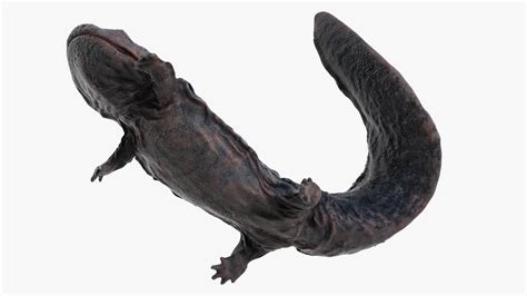 Andrias Davidianus Dark Wet Rigged Model Turbosquid 2239723