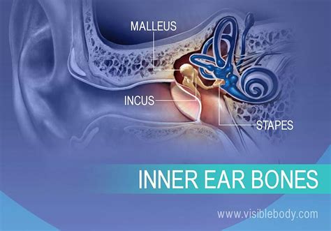 Inner Ear Bones The Incus Malleus And Stapes Axial Skeleton Human