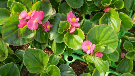 Wax Begonia Care Plant Livel