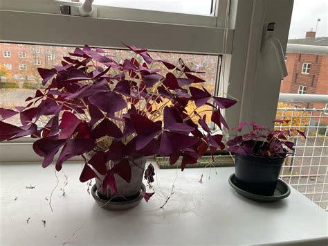 Oxalis Triangular A Propagation Success Rhouseplants