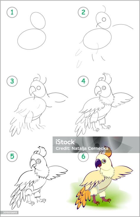 귀여운 작은 앵무새를 단계별로 그리는 방법 어린이를 위한 교육 페이지 학교로 돌아 가기 아이들의 그림 그리기와 색칠 기술 개발 아기 책을위한 인쇄 가능한 워크 시트 벡터