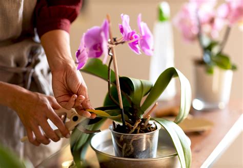 How To Propagate Orchids Successfully Easy Orchid Propagation Guide