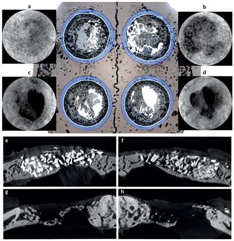 Top A D Superior View Of The 3d Model Of The Rabbit Calvarial Bone Download Scientific Diagram