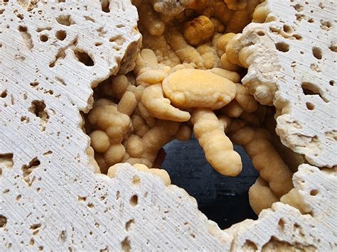 Pleistocene Fossils Crab Fossil Rare Fossils Expensive Fossil