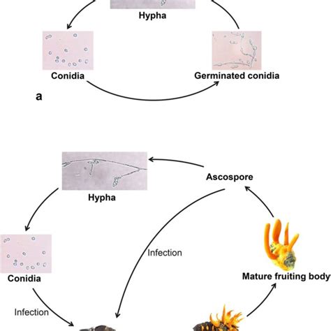 Asexual Life Cycle A And Sexual Life Cycle B Of C Militaris