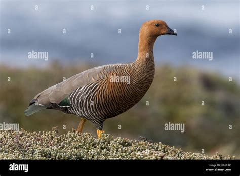 Female Upland Goose Chloephaga Picta Carcass Island Falklands Malvinas
