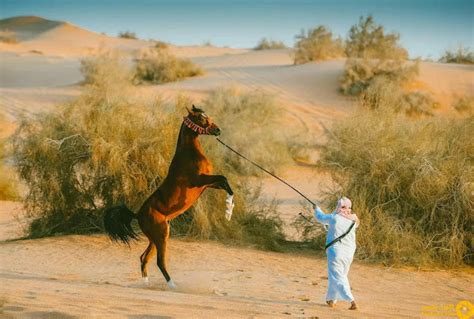 صور الخيول العربية الأصيلة أروع صور الخيول