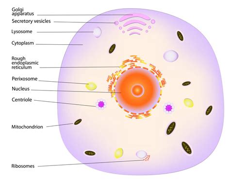 What Is The Cytoskeleton With Picture