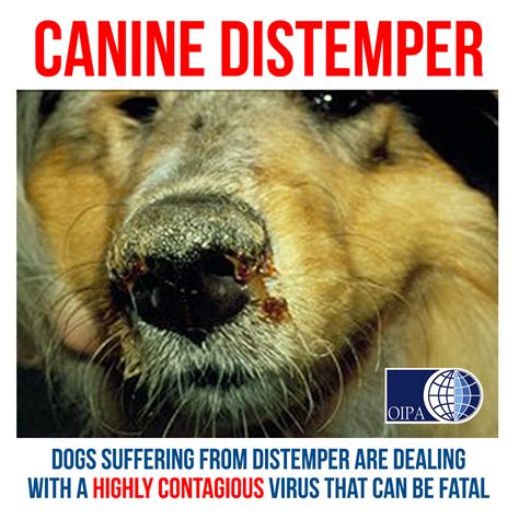 Can A Dog Survive Distemper Without Treatment