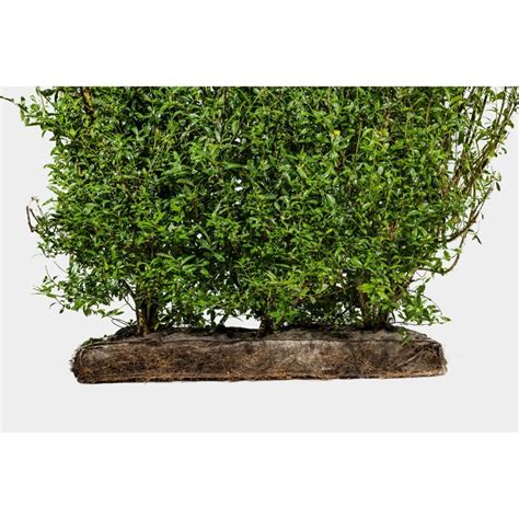 Liguster Vul Liga 180cm Nemhæk Anchers Havecenter