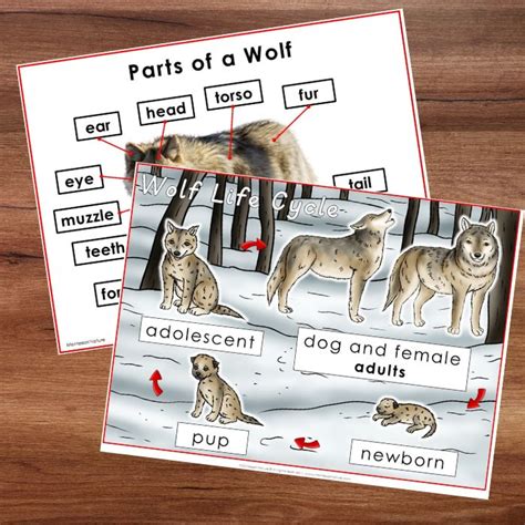 Red Wolf Life Cycle