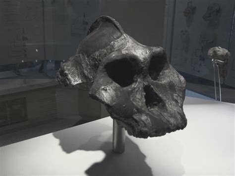 Australopithecus Skull Paranthropus Boisei Airbrush Stencil By J Boone Download Free Stl