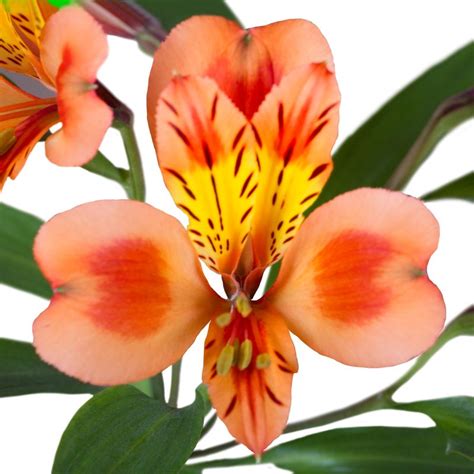 Orange Queen Riverdale Farms