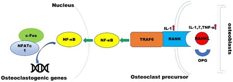 interaction between the opg rank rankl pathway inflammation and immune