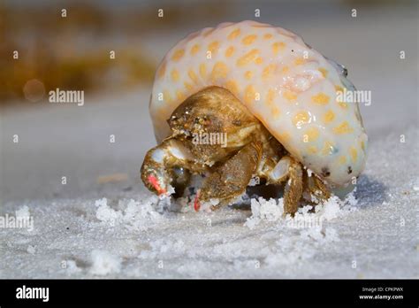 Shellback Crab Hypoconcha Arcuata Using A Coral As A Cover Panama City Beach Florida Usa