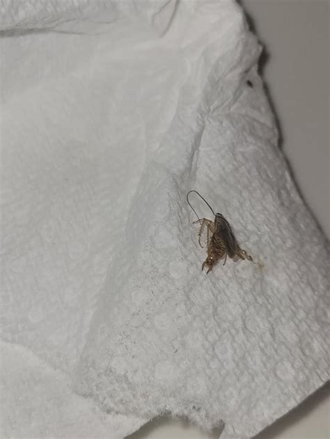 Is This A Nyph Cockroach Found In Ohio Kitchen Counter Half Inch