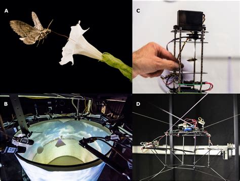 Automatic Tracking Of Free Flying Insects Using A Cable Driven Robot Science Robotics