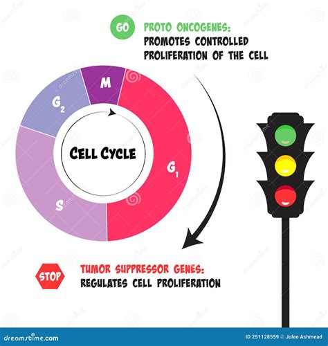 Functions Of Proto Oncogenes And Tumor Suppressor Genes In The Cell Cycle Cartoon Vector